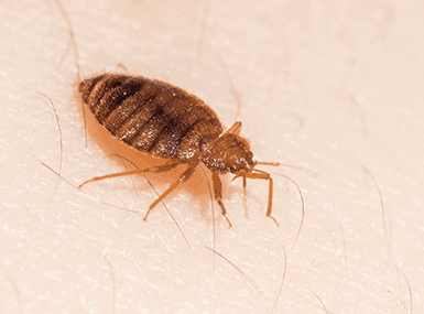Your Bed Bug Removal Options Explained | Quik-Kill