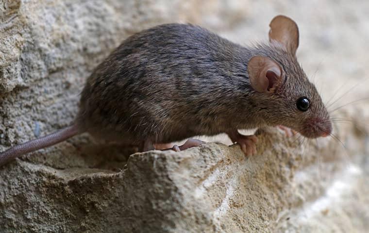 A Helpful Guide To Rodent Control In Quad Cities | Quik-Kill