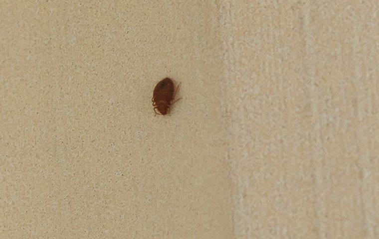 Bed bugs on walls store