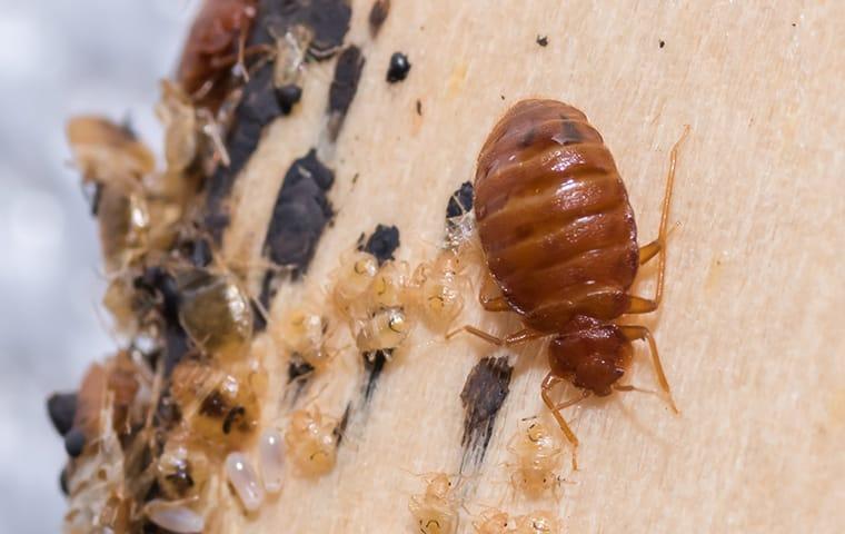 Everything You Should Know About Bed Bug Control In Moline | Quik-Kill