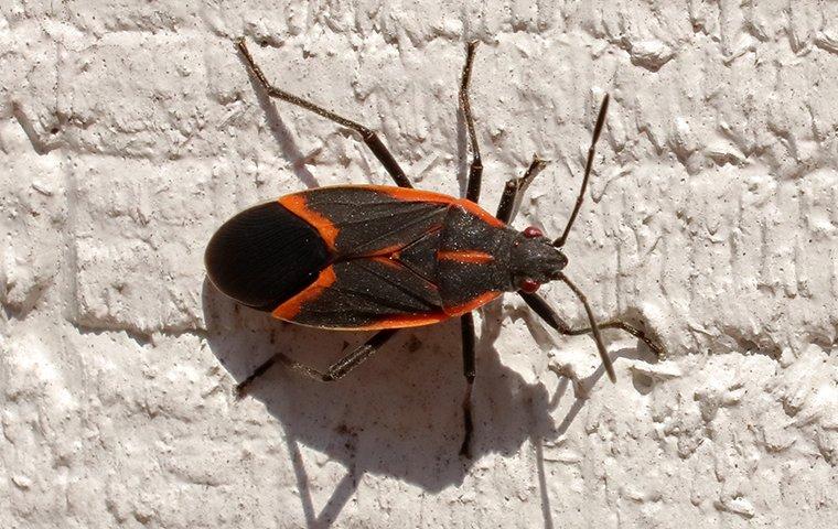 The Ultimate Guide To Boxelder Bug Management For Your Peoria Home ...