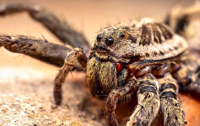 A Practical Spider Prevention Guide For Streator Homes | Quik-Kill