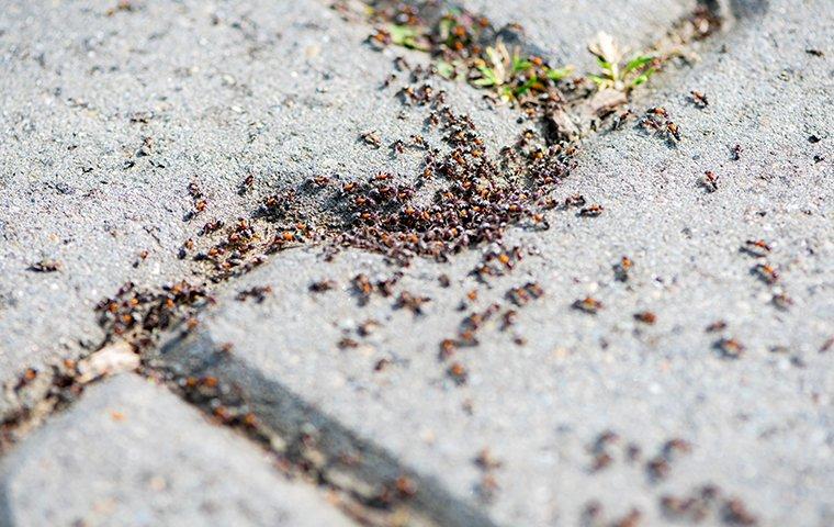 Ants In Normal: A Comprehensive Prevention And Control Guide | Quik-Kill