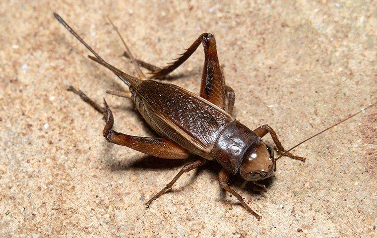 The Trick To Keeping Crickets Out Of Your Streator, IL Home | Quik-Kill