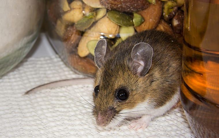 Mouse Control In Moline: Tips And Techniques For A Mouse-Free Home ...