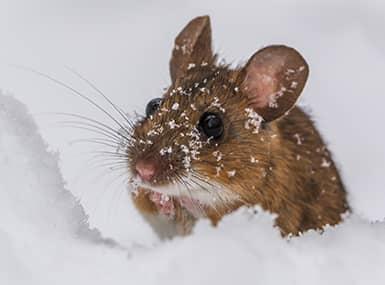 How To Prevent Winter Rodents Around Your Home | Quik-Kill