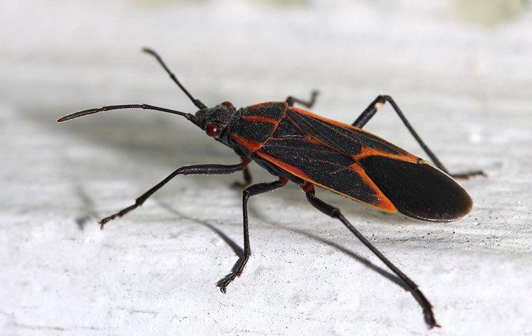 Boxelder Bugs In Bettendorf: What You Should Know | Quik-Kill