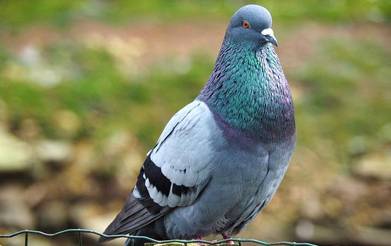 Are You Struggling To Get Rid Of Pesky Pigeons In Rock Island? | Quik-Kill
