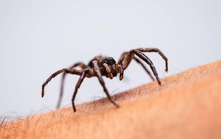 How To Keep House Spiders Out Of Your Quad Cities Home | Quik-Kill