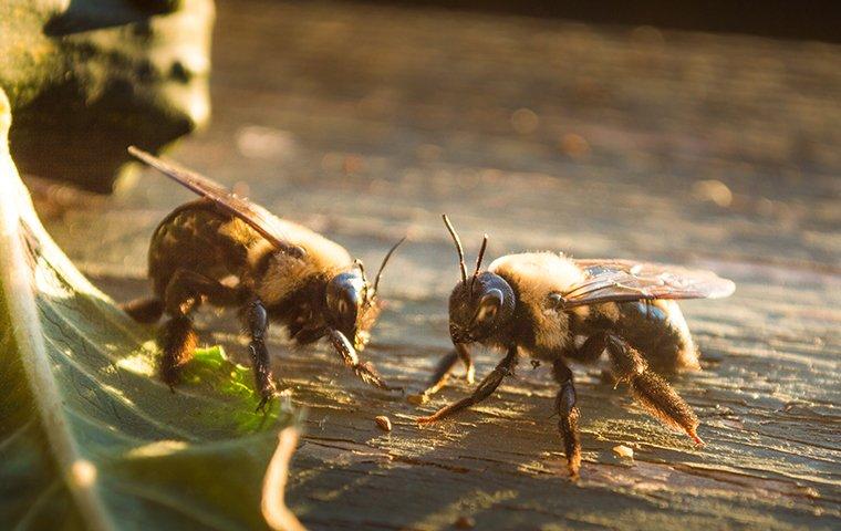 Peoria's Quick Guide To Bee & Wasp Identification | Quik-Kill