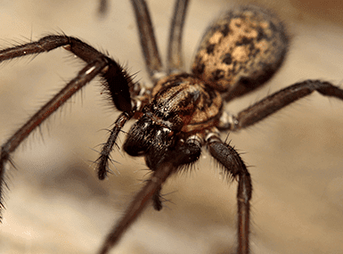 Why Even Non-Venomous Spider Infestations Can Cause Headaches | Quik-Kill