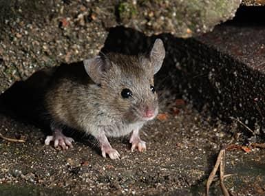 4 Harmful Rodents To Watch Out For This Fall | Quik-Kill