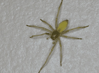 Yellow Sac Spiders Dangerous or Not Quik Kill